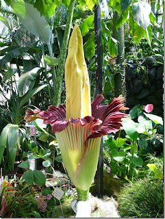VUELVE A FLORECER LA FLOR MAS APESTOSA DEL MUNDO | Viviendo al límite
