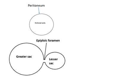 easyhumanatomy: Epiploic foramen