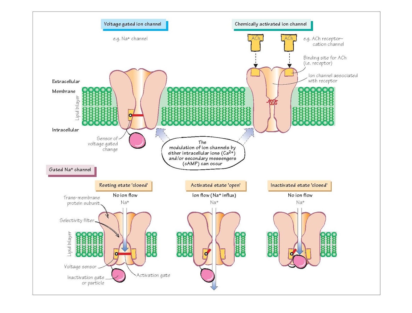 Ion channels - pediagenosis