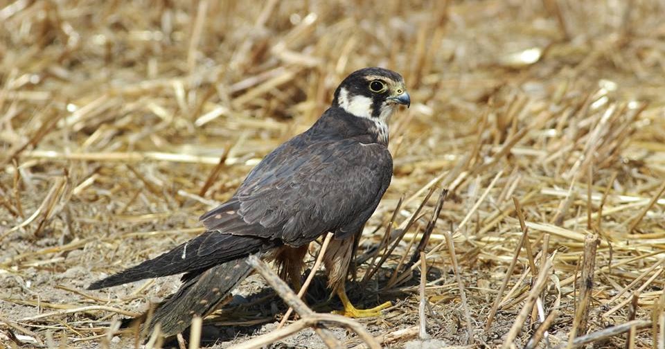 Biodiversity of Cyprus by NGO Protection of the Natural Heritage and ...