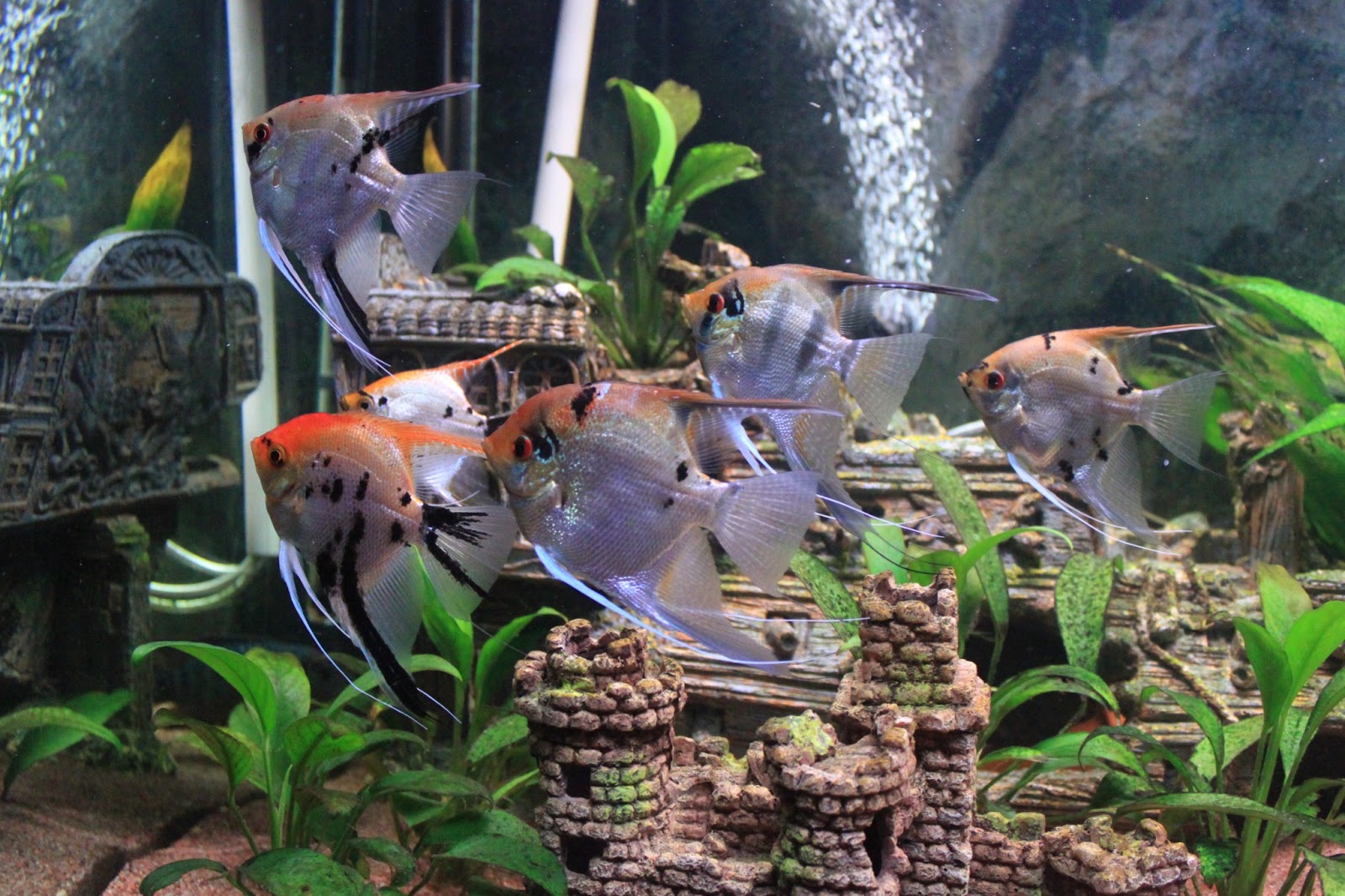 Pias FarmVille: Fiskar i olika färger