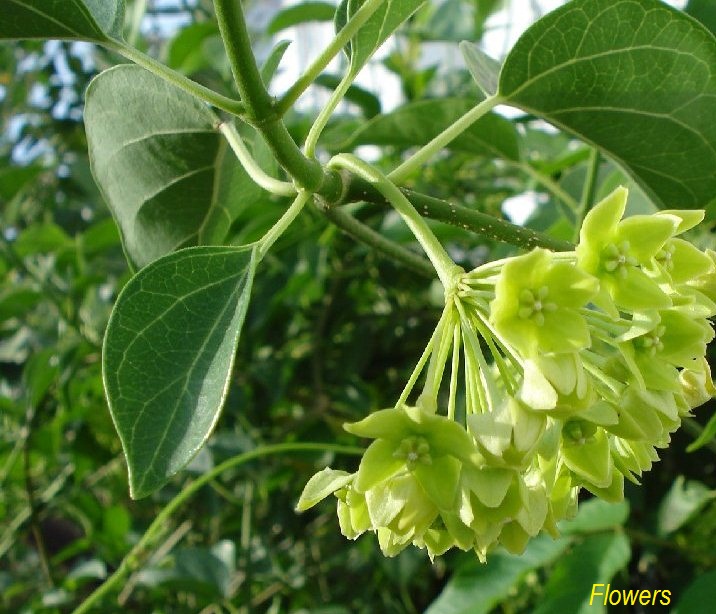 Wattakaka volubilis/Anguna - LET'S HEALTHY LIFE