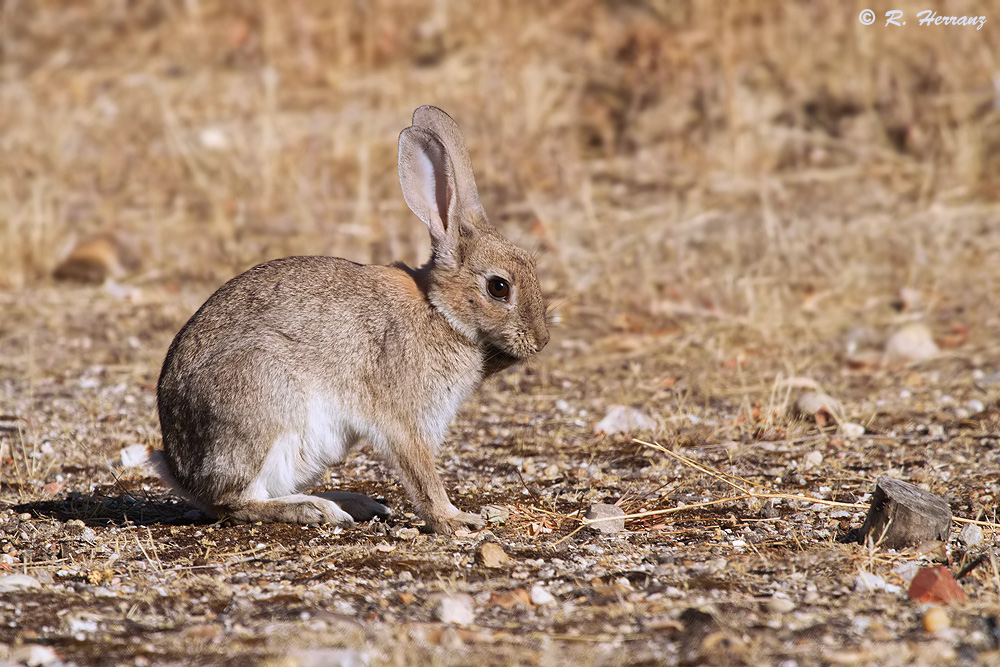 fotosricardo-h: CONEJO - European rabbit