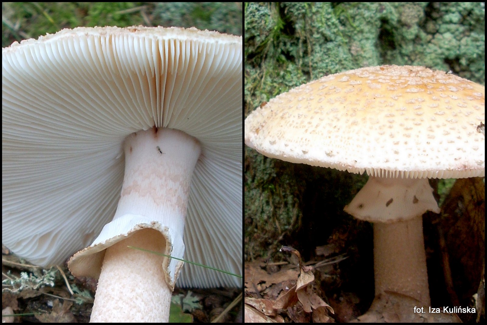 Smaczna Pyza - Sprawdzone przepisy kulinarne: Muchomor czerwieniejący