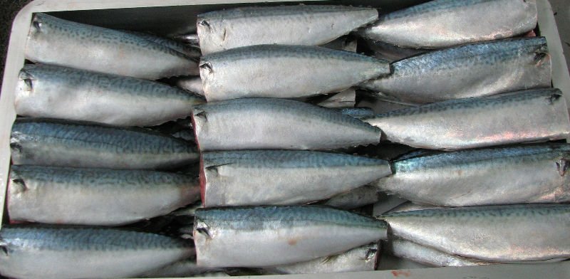 Frozen Sardine HGT Product Availability - Frozen Sardine Fish, Frozen ...