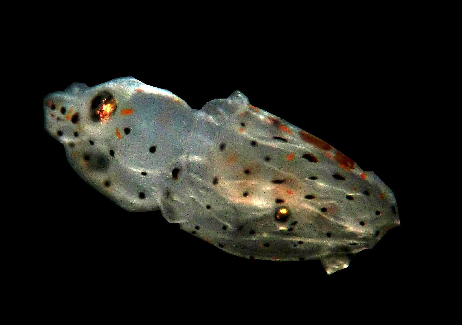 Jordsand Neuwerk: Kalmaren-Nachwuchs im Nationalpark-Haus