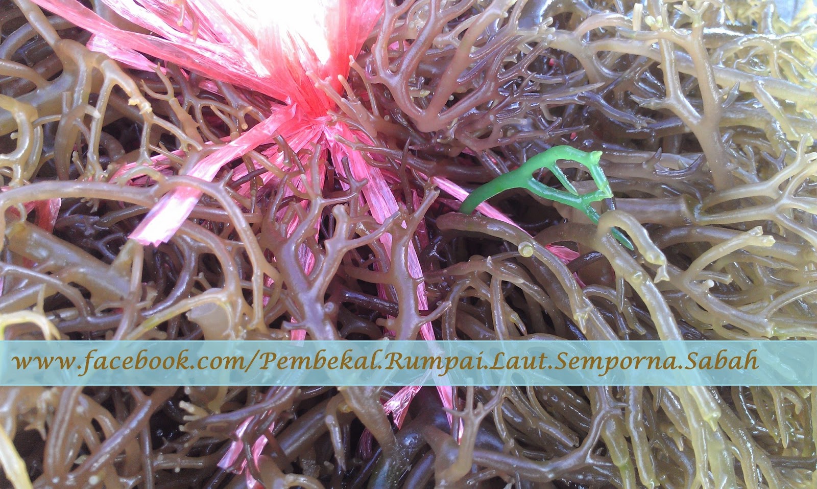 Pembekal Rumpai Laut Semporna Sabah Malaysia: Proses Rumpai Laut ~ Gred ...