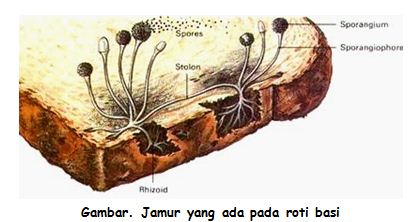 Klasifikasi Jamur( Zygomycota, Ascomycota, Basidiomycota, dan ...