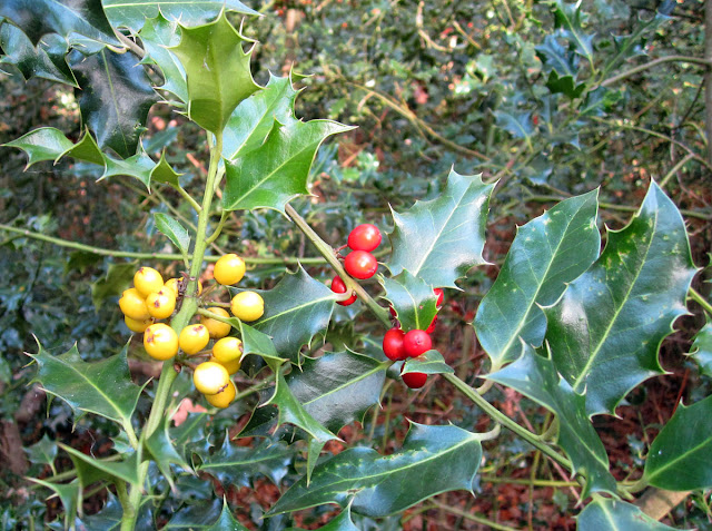 Yellow-Berried Holly | Naturally