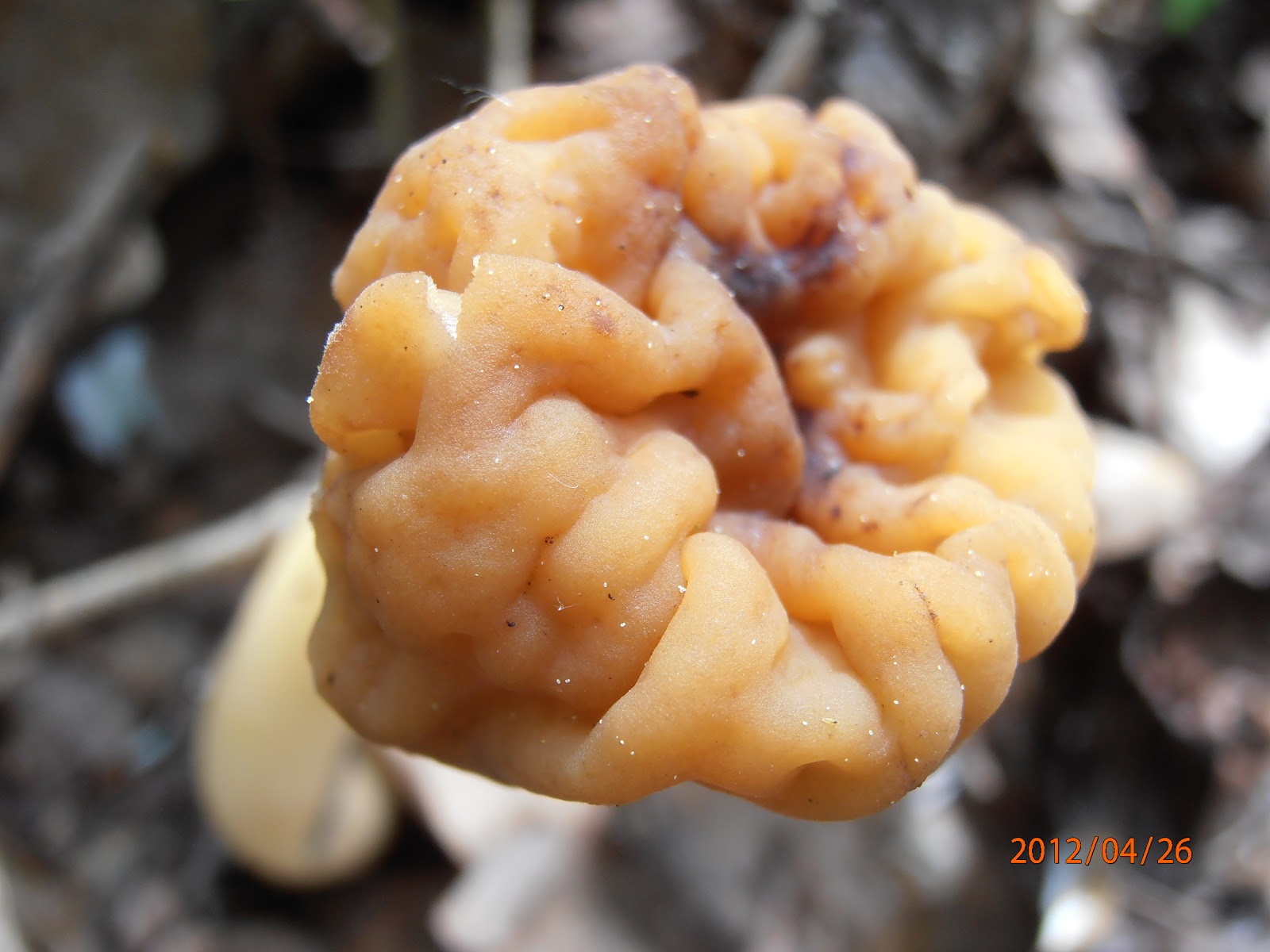 Terra Morchellarum: Interesting outings regarding fungi : bell morels ...