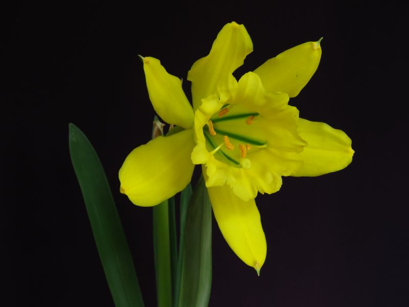 Exotica Plants: Paramongaia weberbaueri from Peru