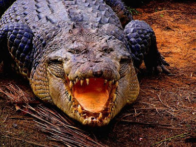 5 Largest Reptiles | New Stylish Wallpaper
