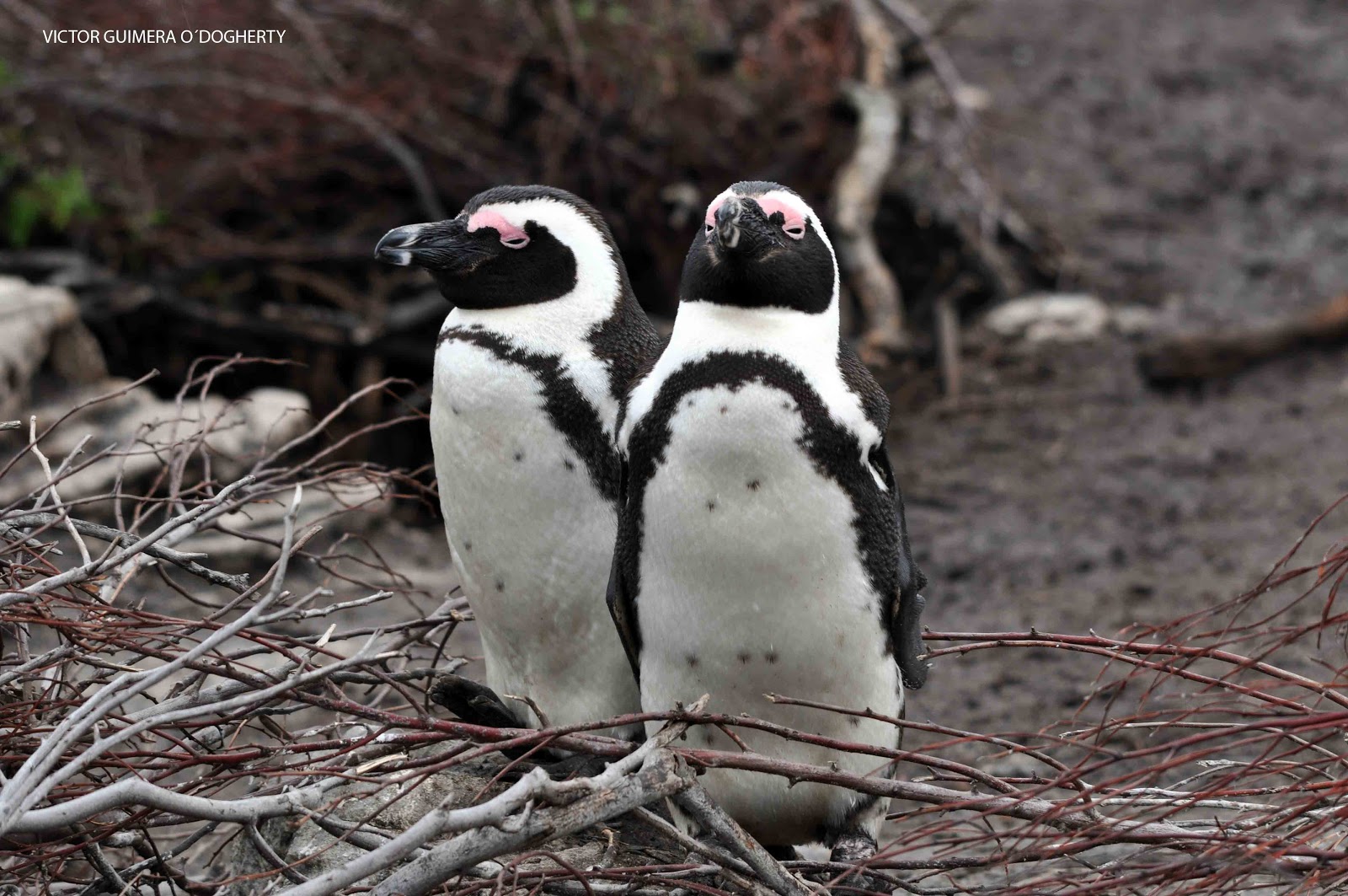 Mis imágenes de aves: Y SEGUIMOS CON EL PINGUINO DEL CABO