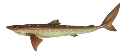 ALL ABOUT FISHING, FISH And DISHES FROM FISH!: Fishes of the Black Sea ...