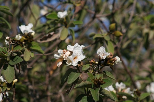 Blue Roads to Hiking Trails: Bentsen Rio Grande Valley State Park