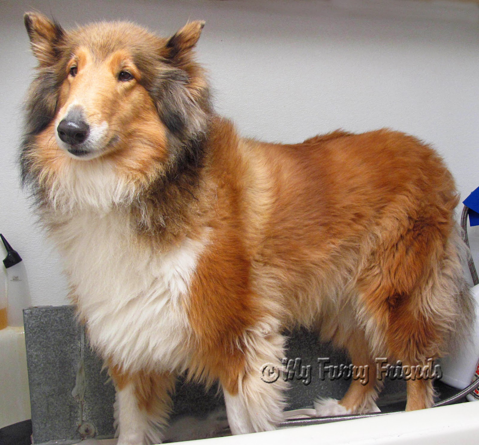 Pet Grooming: The Good, The Bad, & The Furry: Am I Wrong?