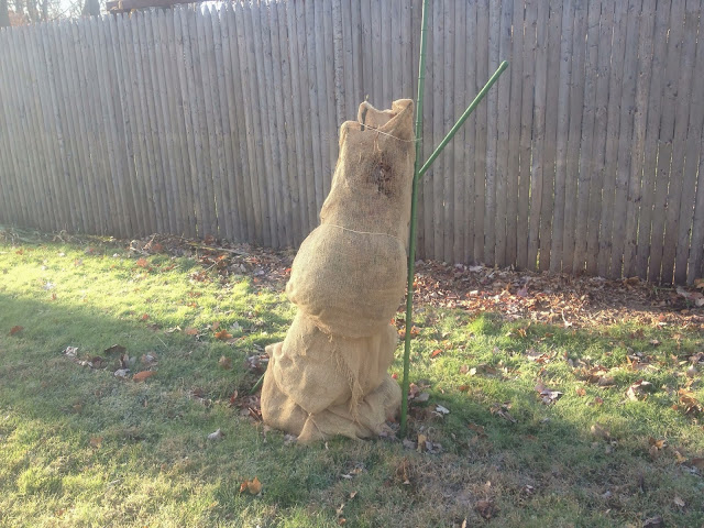 In the Little Yellow House: Wrapped Up Fig Tree