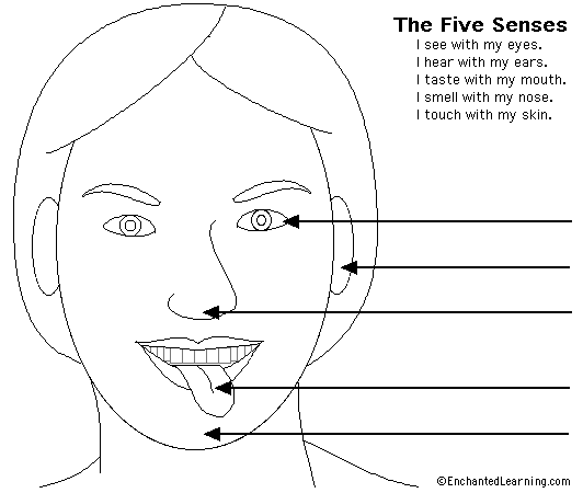 Labels For 5 Senses With Face
