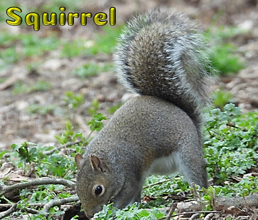 Animal, Nature, and Travel: First visit to Wheeler's National Wildlife ...