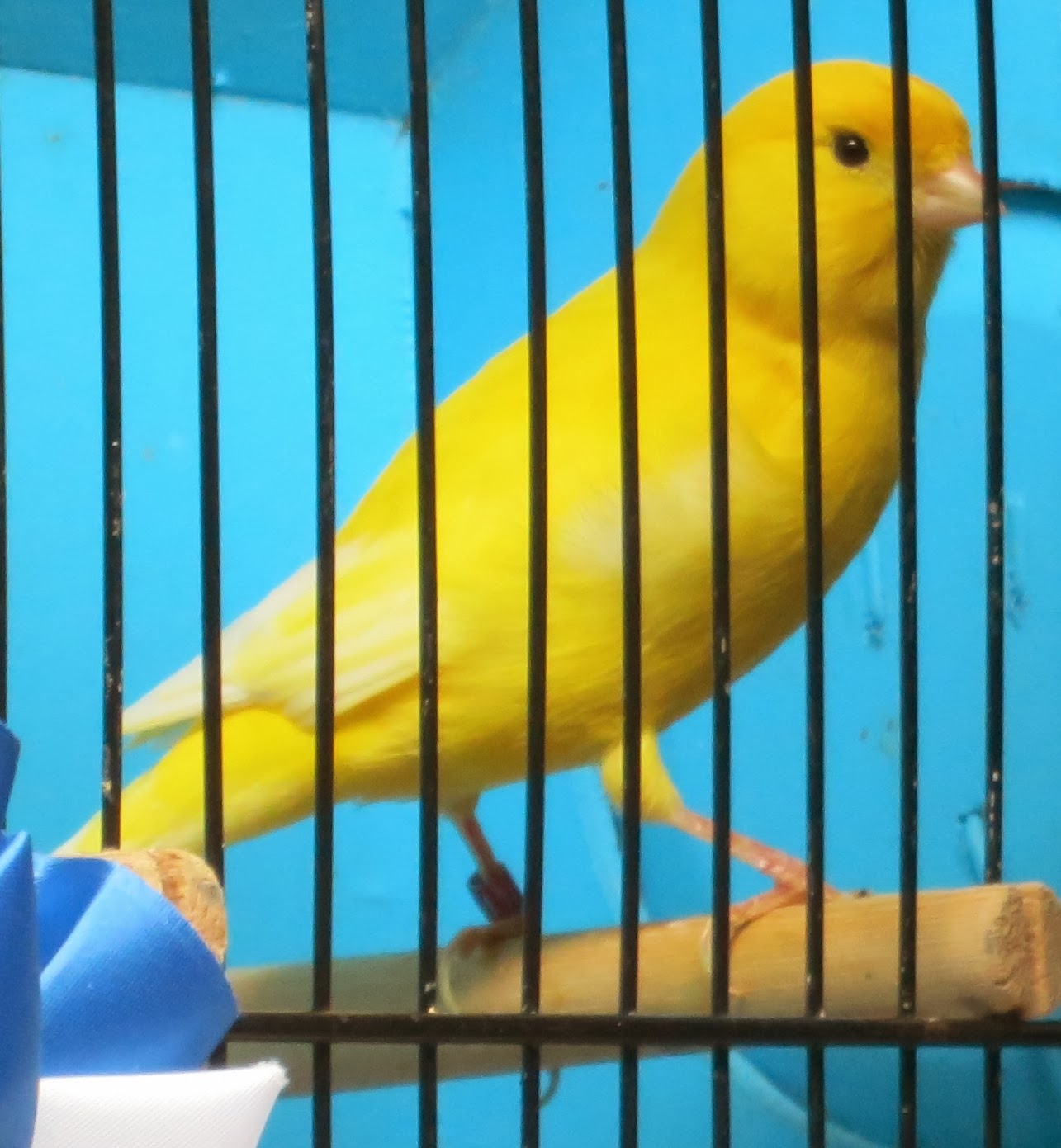 Canary Tales: 2013 Lone Star Lipochrome Winners