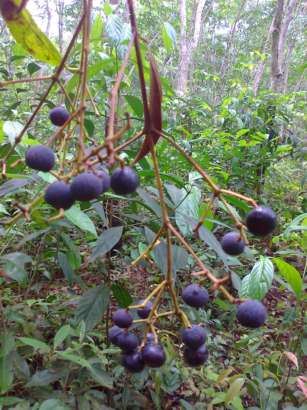 Super Aprian: Buah-buahan Asli Desa Talang Piase | Anda pernah mencobanya