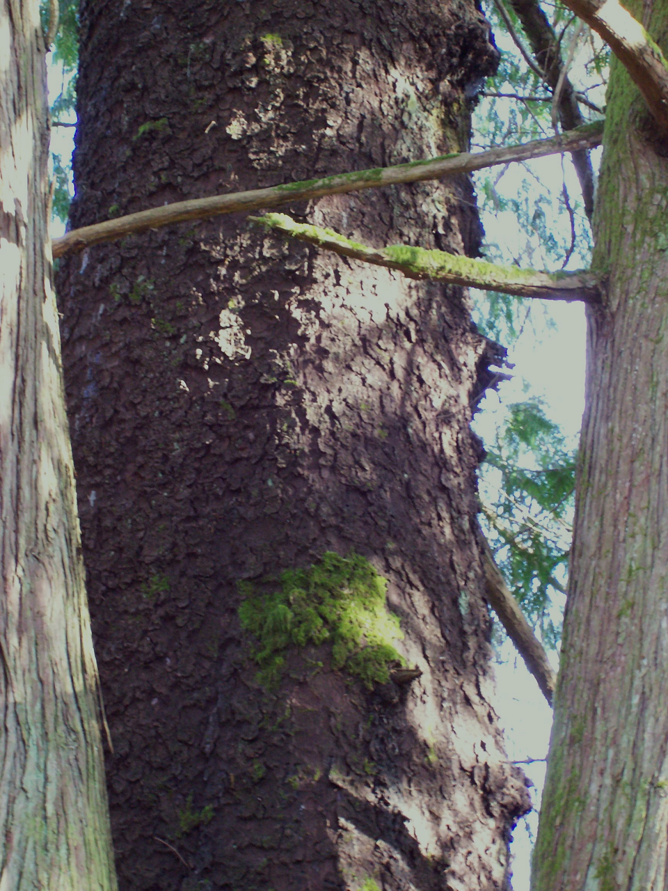 Vancouver Island Big Trees: Sooke Sitka Spruce