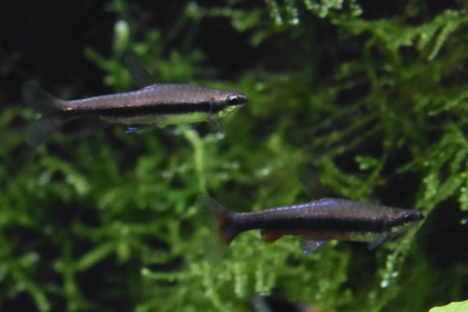 ZOOTOGRAFIANDO (6.100 ANIMALS): PEZ LÁPIZ DORADO / GOLDEN PENCILFISH ...