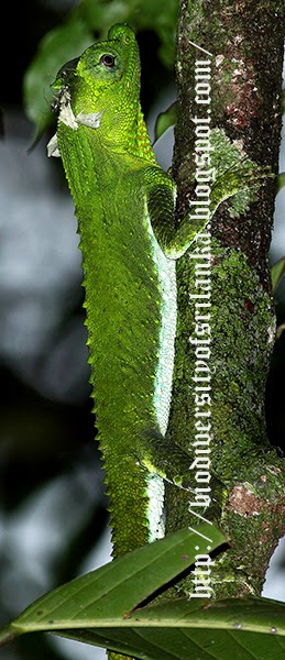 Biodiversity of Sri Lanka: Hump-nosed Lizard/Lyre-headed Lizard/ගැටහොඹු ...