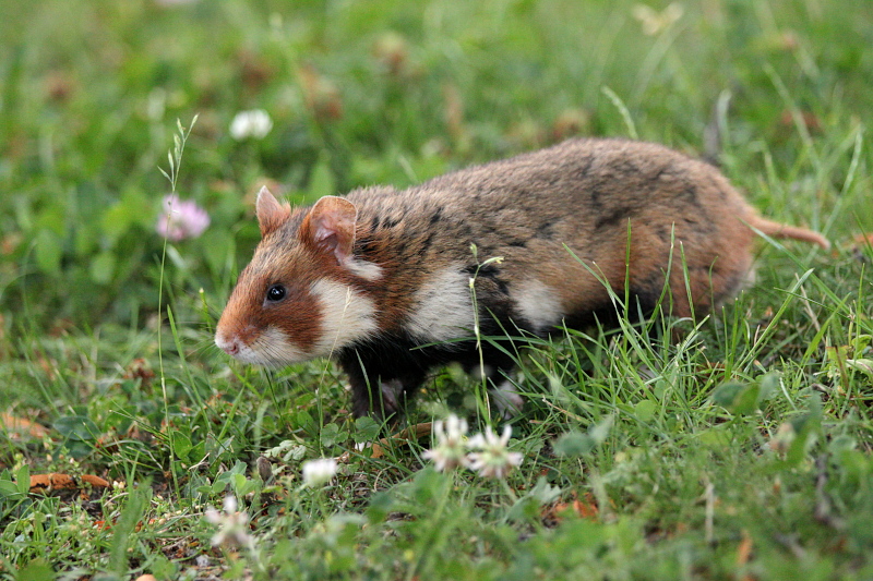 Feldhamster in Wien: Auf Pirsch / Hamster watching
