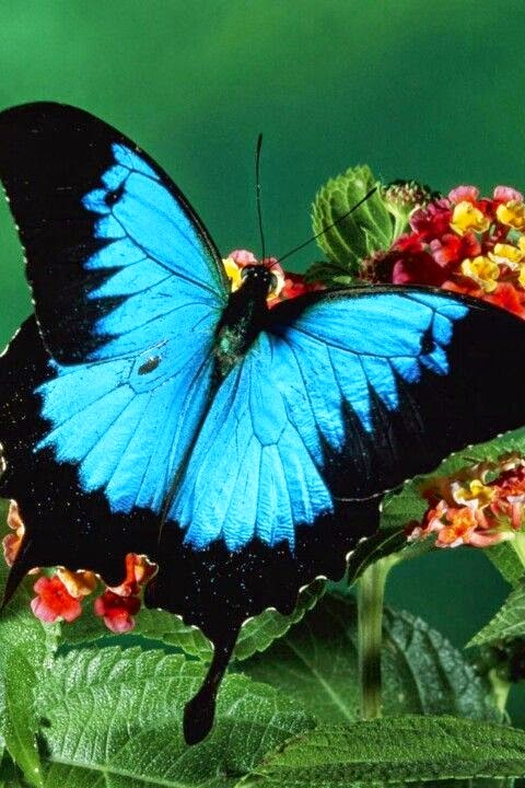 Amazing butterflies ~ Stunning nature