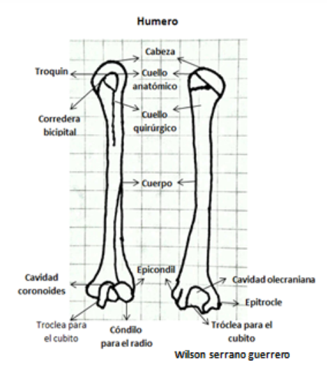 Anatomía radiológica humana: Miembros superiores