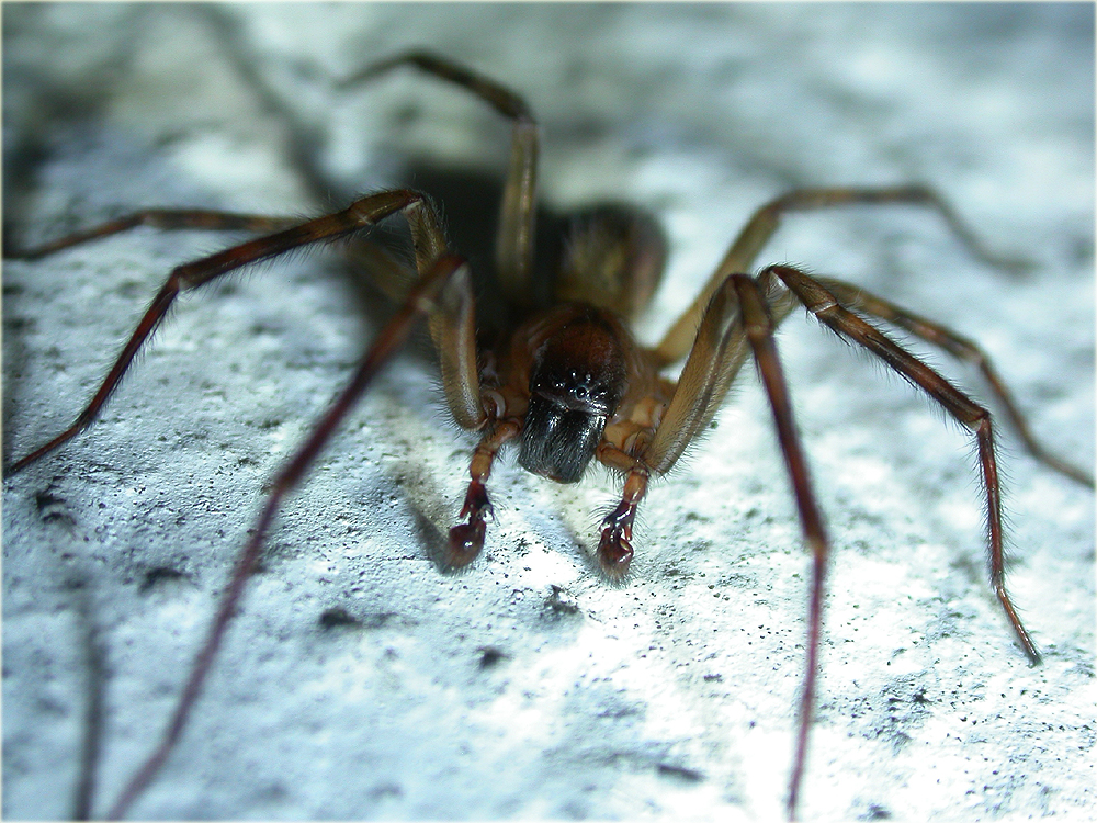 Arachnerds: Lace Webbed Spiders - Amaurobius sp.