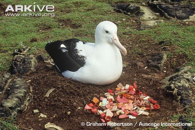 Argentina nativa: Albatros real del norte (Diomedea sanfordi)