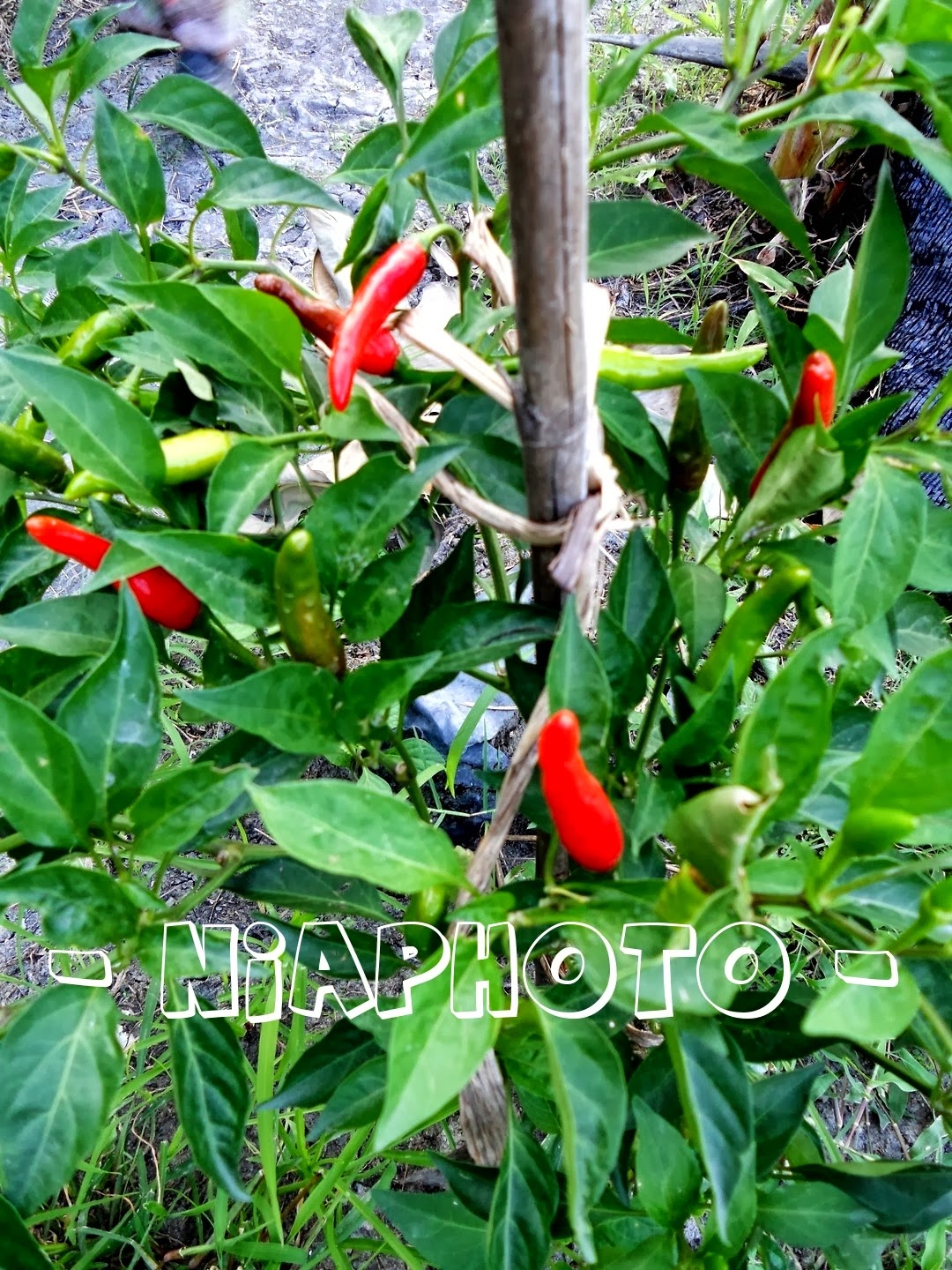 SUPPLEMENTS FOR HEALTHS: 7 Khasiat Pokok Cili Padi