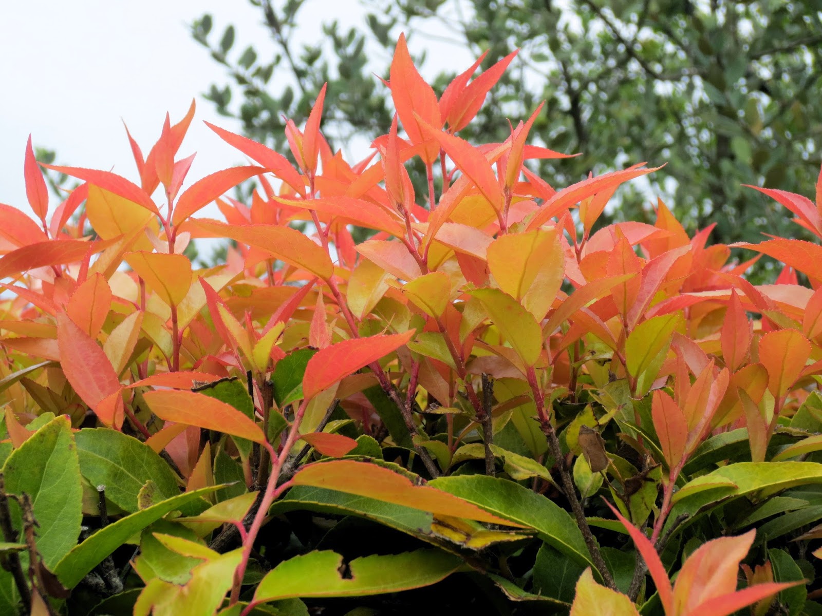 Late to the Garden Party: My favorite plant this week: Xylosma congestum