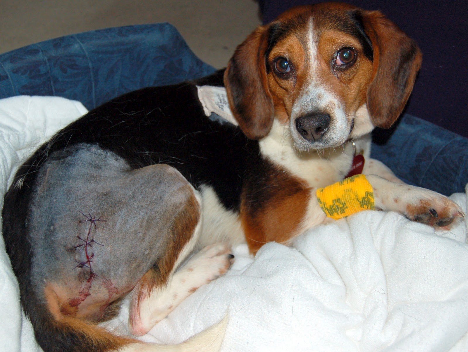Beagle Bob's Bit | Paws and Prayers Rescue Blog
