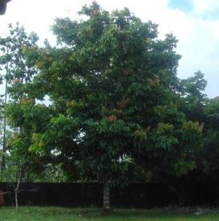 The Paradise of Papua: FLora Papua