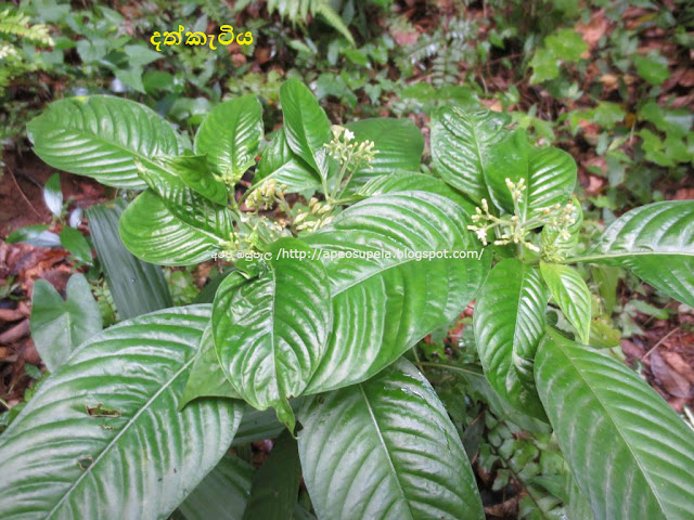 දත්කැටිය [Dathketiya] (Ophiorrhiza mungos) ~ අපේ ඔසුපැළ Medicinal ...
