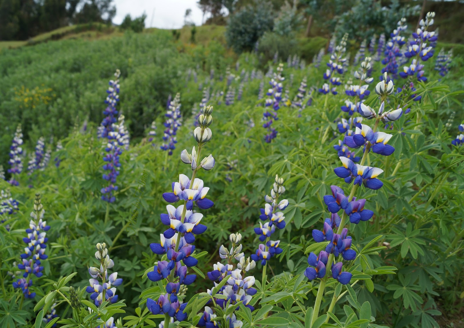 HUÁNUCO FOTOS: Planta de chocho