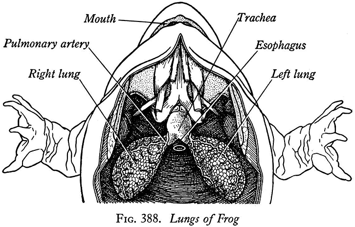 Standard Note Respiratory System Of Frog Standard Note Respiratory System Of Frog