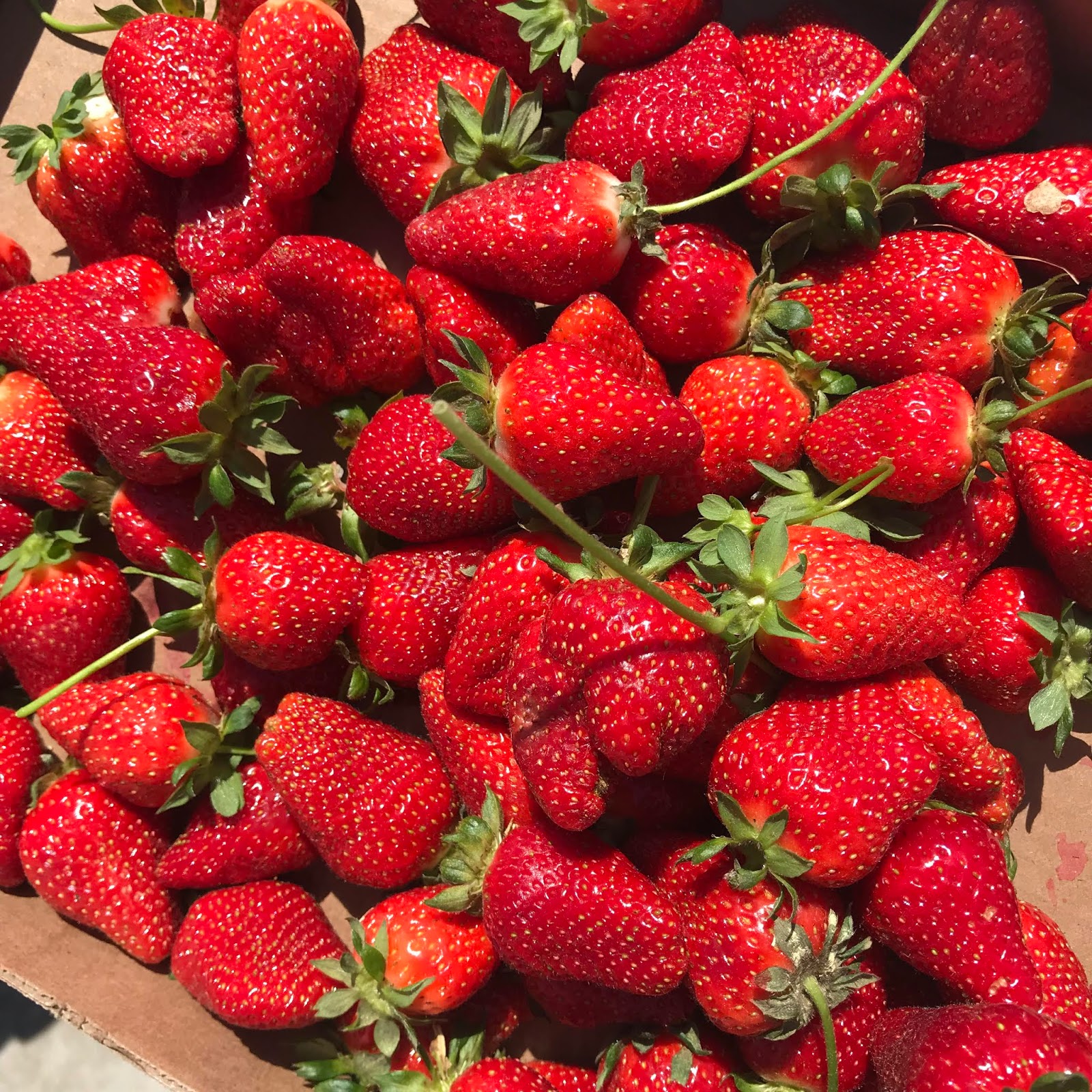 Davis Duo: Strawberry patch!