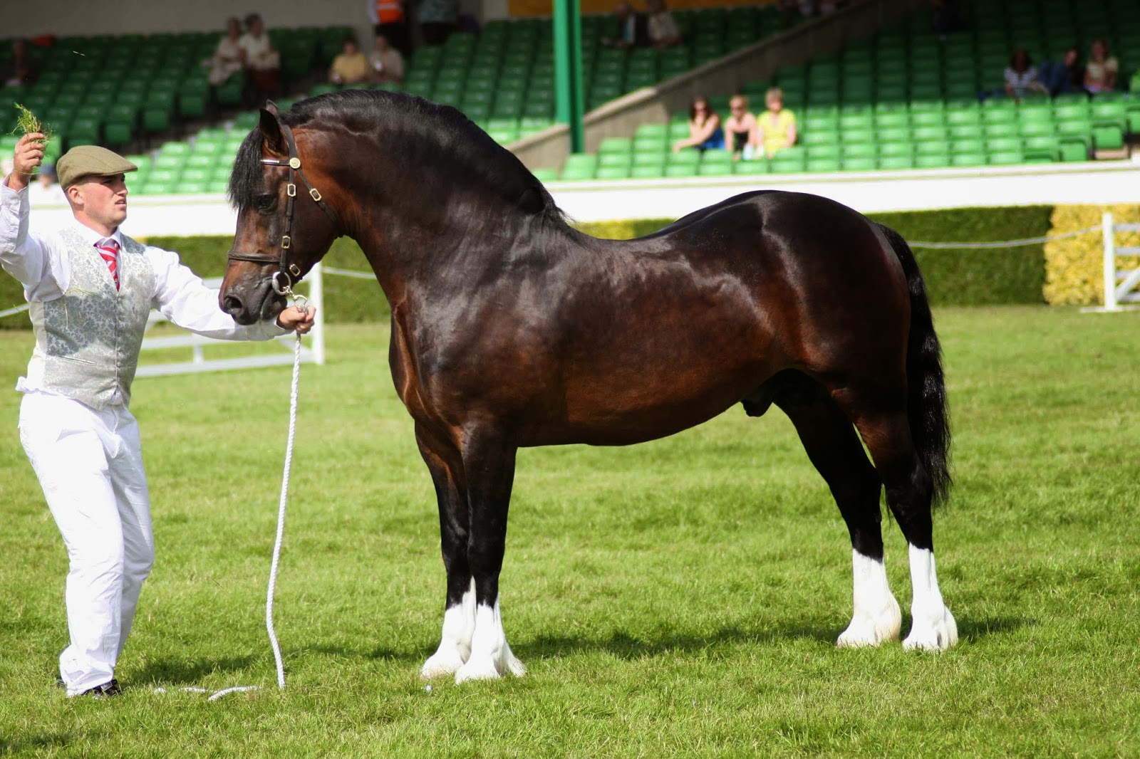 Powożenie zaprzęgami konnymi: Cob - krępy koń półkrwi