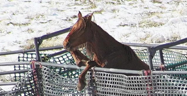 Save the Mustangs: Photos of BLM Roundups