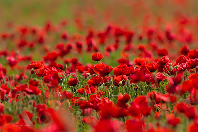 The Levante winds of Spring - Spain 2017 | Focusing on Wildlife