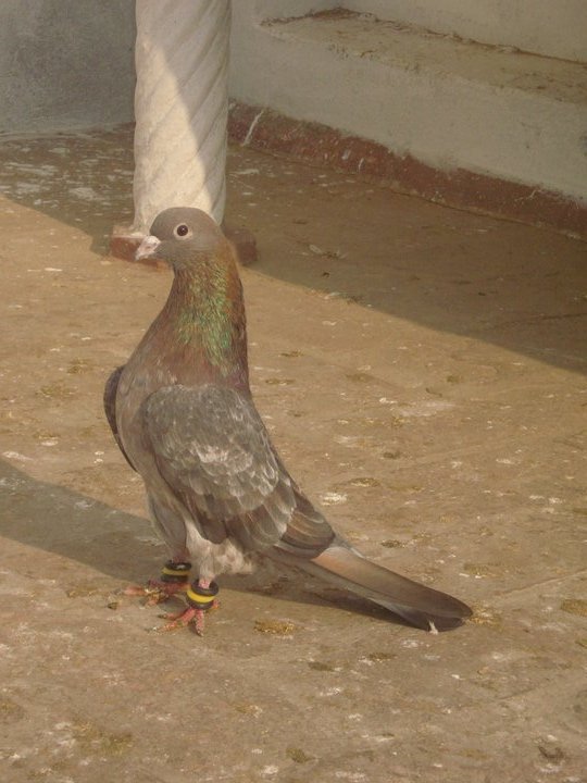 Beautiful Pakistani Tipplers | Hot Pigeons Photos ~ Pigeons Photos ...