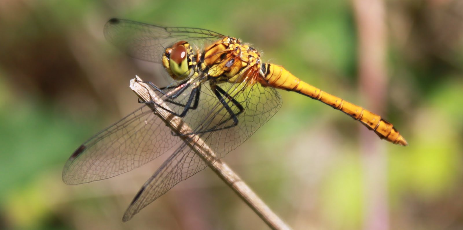 FELIPECHE VIDEO: La libellule jaune de Parigné