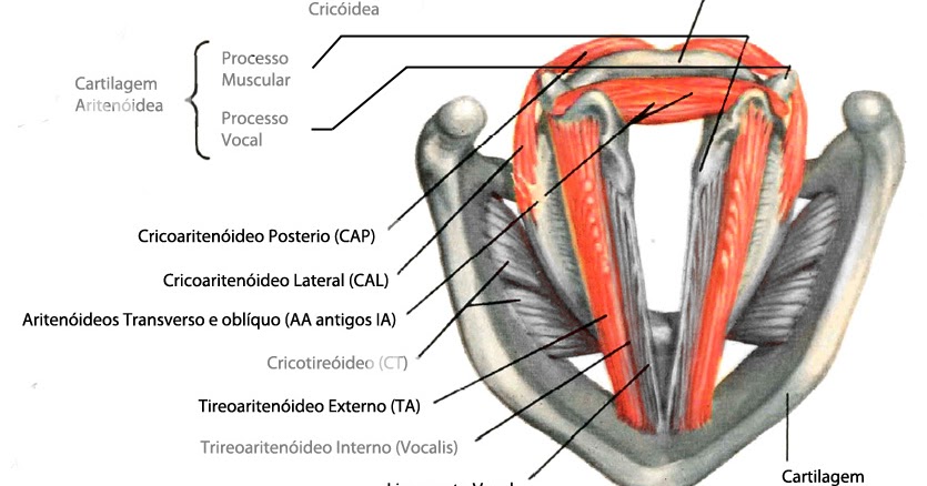 ESTÚDIO DE VOZ MAURO FIUZA - AULAS DE CANTO: Músculos da laringe e a ...