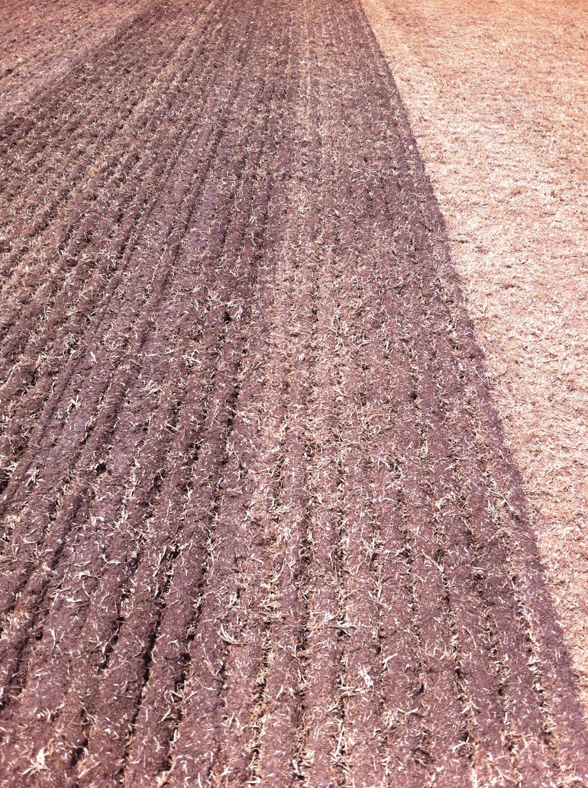 Avila Turf Maintenance : Fairway, Tee, and Approach No-till conversion