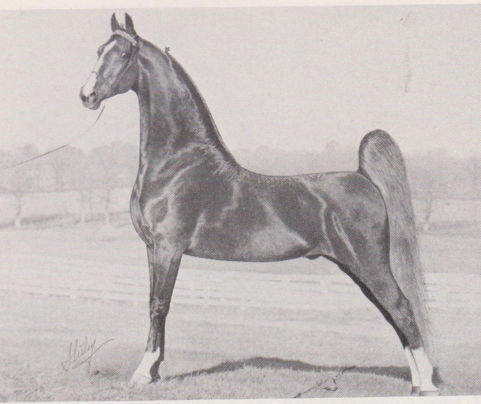 The American Saddlebred: 3/3/19 The Who's Who Stallion List from 1959