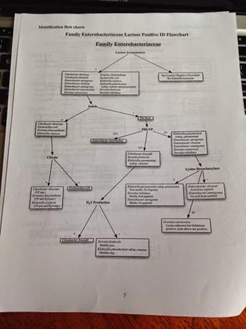 Rachel and Sarah's Medical Microbiology Lab Journal
